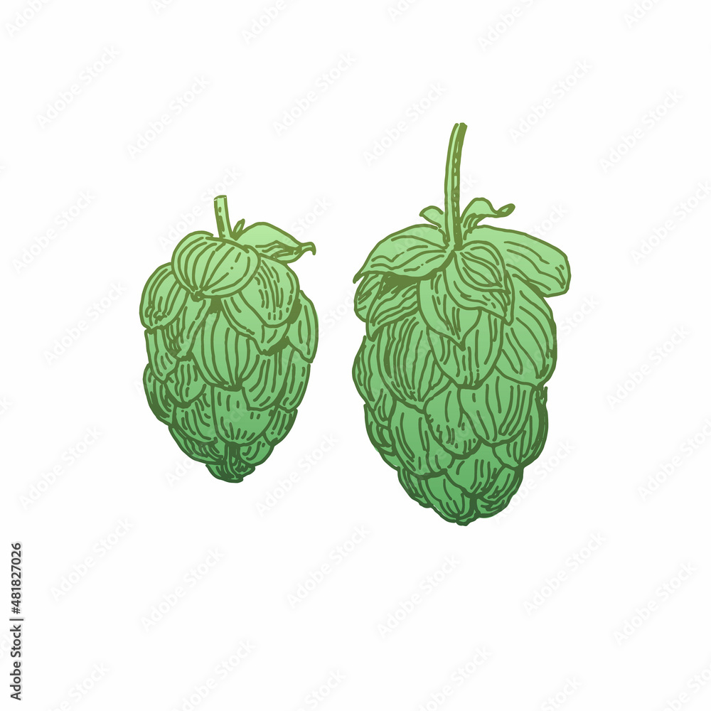 Drawing of hop flowers isolated on white, beer hop hand drawn ...