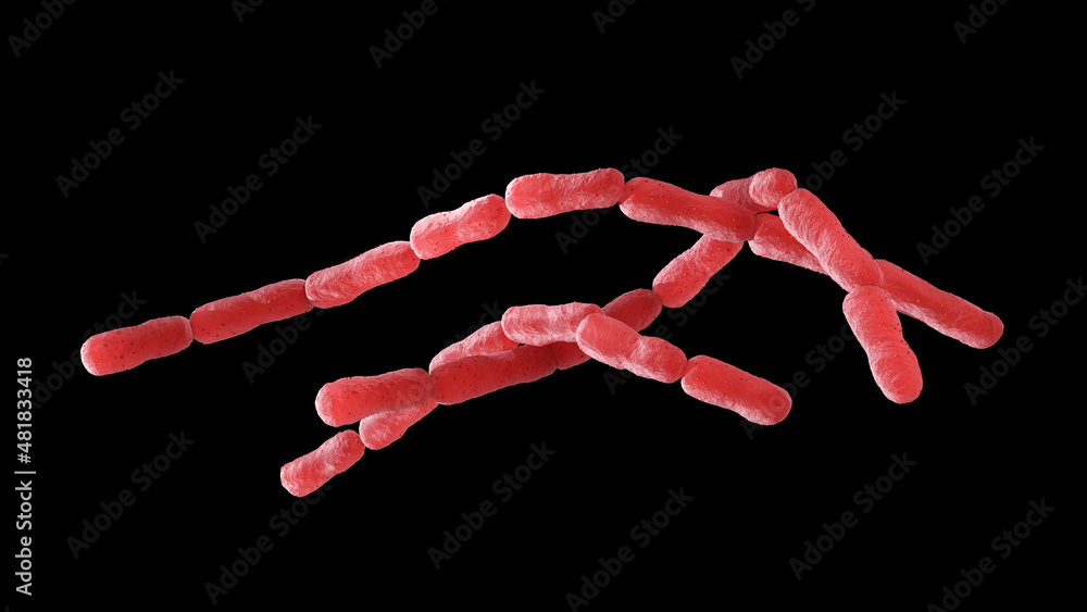 Bacillus anthracis, rod-shaped bacteria chain. Bacillus anthracis is a ...