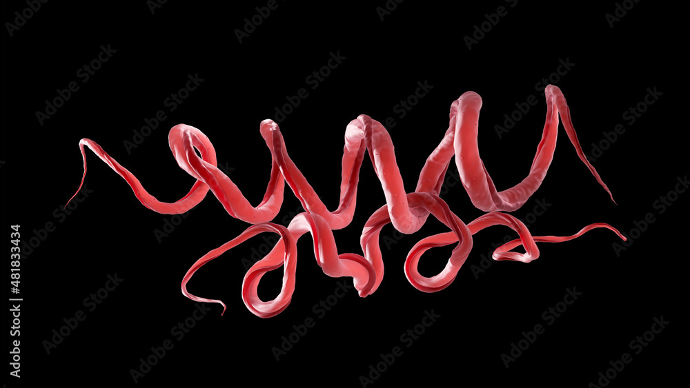 Treponema pallidum is a spiral shaped bacteria, spirochaete bacterium ...