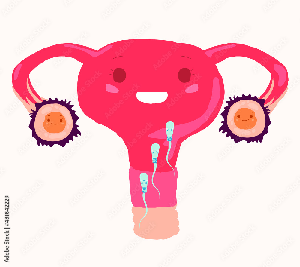Fertilization of the uterus. Female reproductive system. Vector cartoon ...