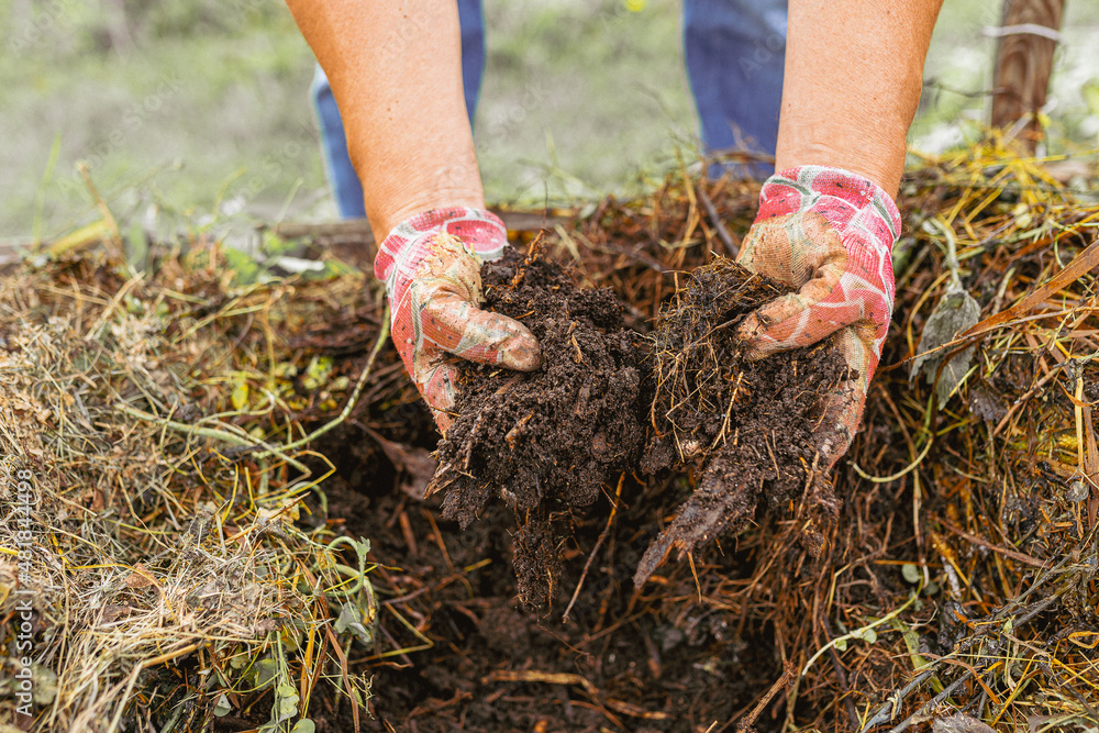 Composting food waste to enrich soil. gardener's hands in gardening ...