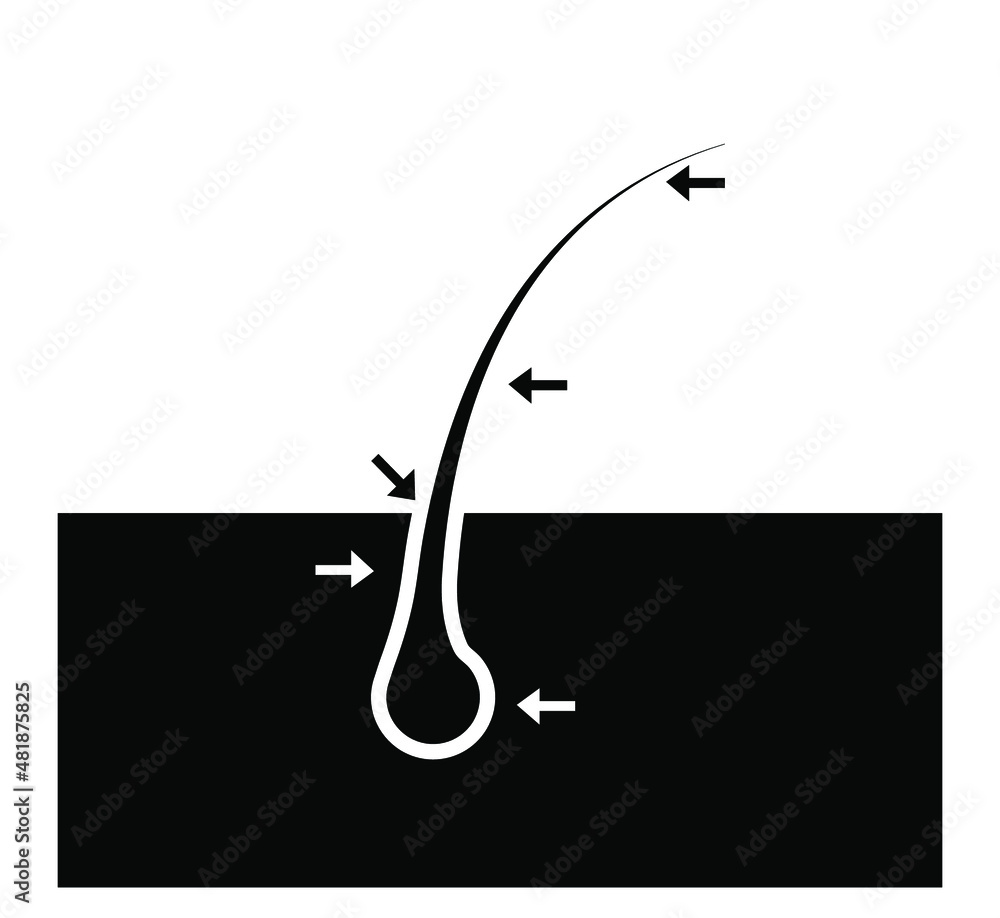 hair vector from Root. Hair's parts name. Stock Vector | Adobe Stock