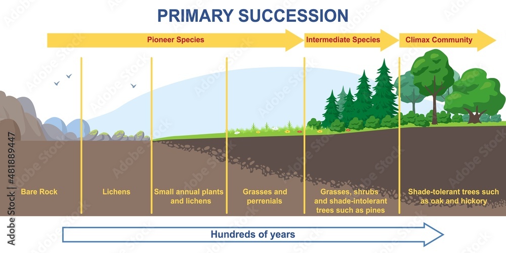 Primary Succession Drawing