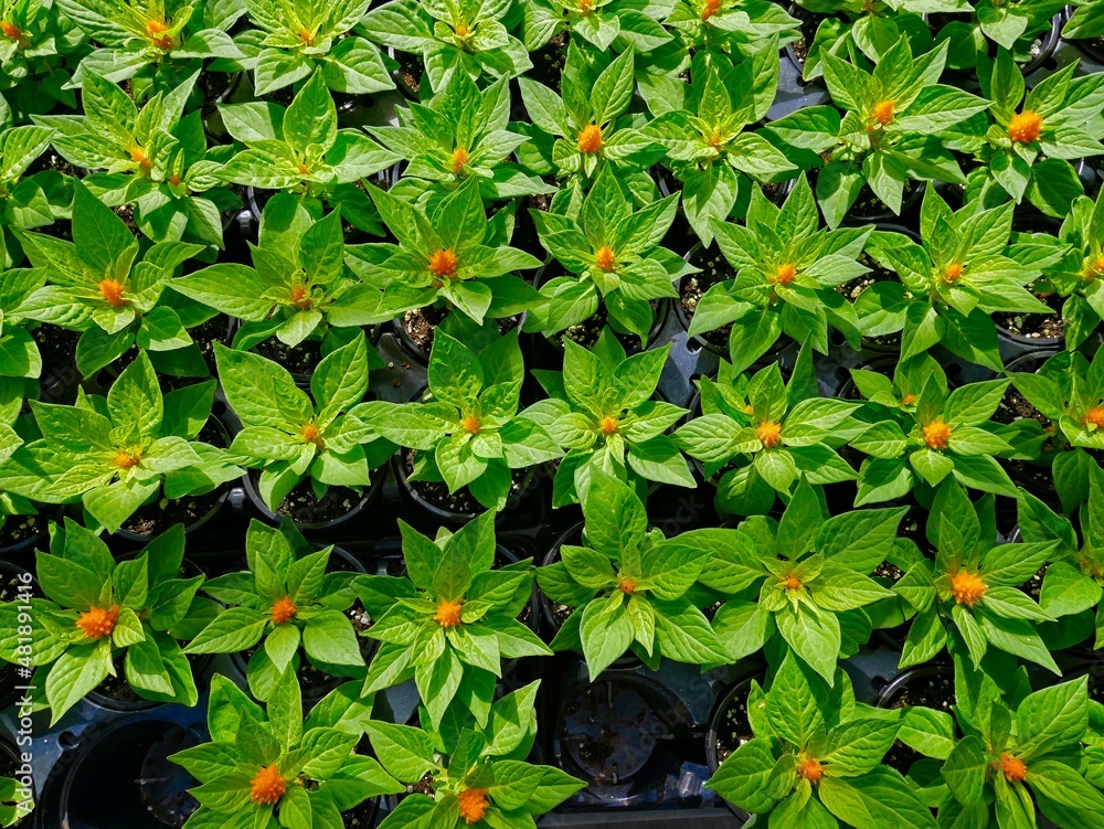 Tropical garden wall of green plants with starlike leaves with orange ...