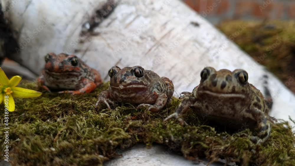 Three ground toads are sitting on the moss in the garden. Amphibian ...