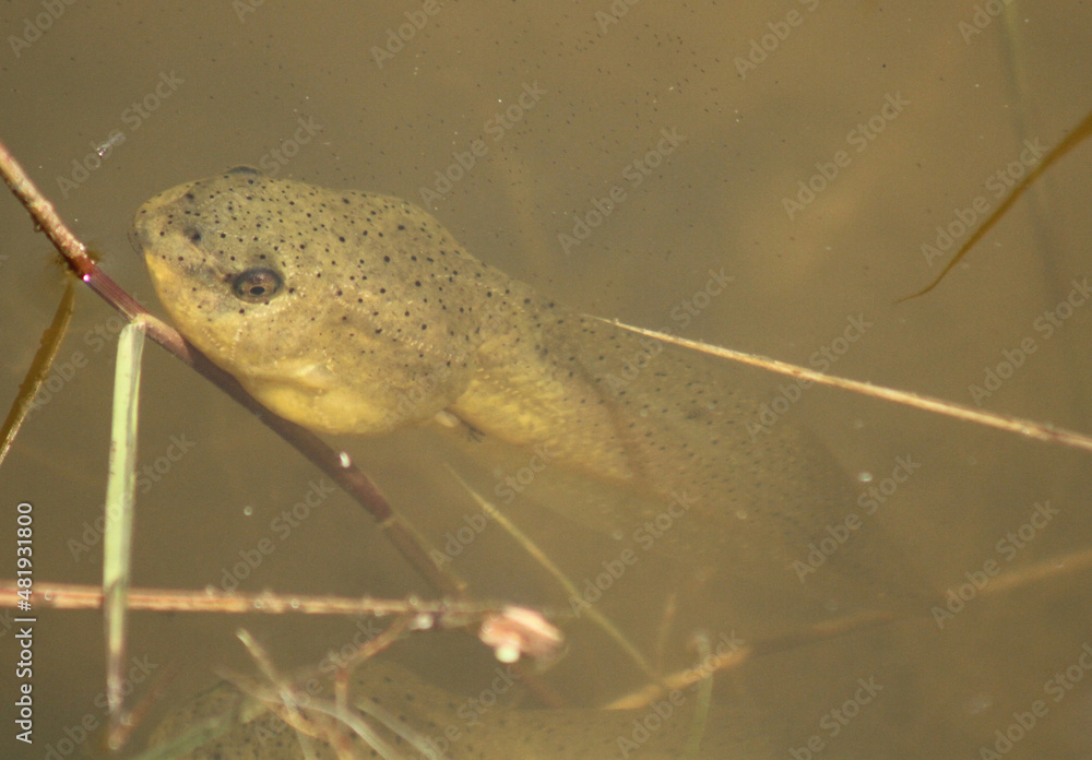 Póster Large tadpole of an American Bullfrog (Lithobates catesbeianus ...