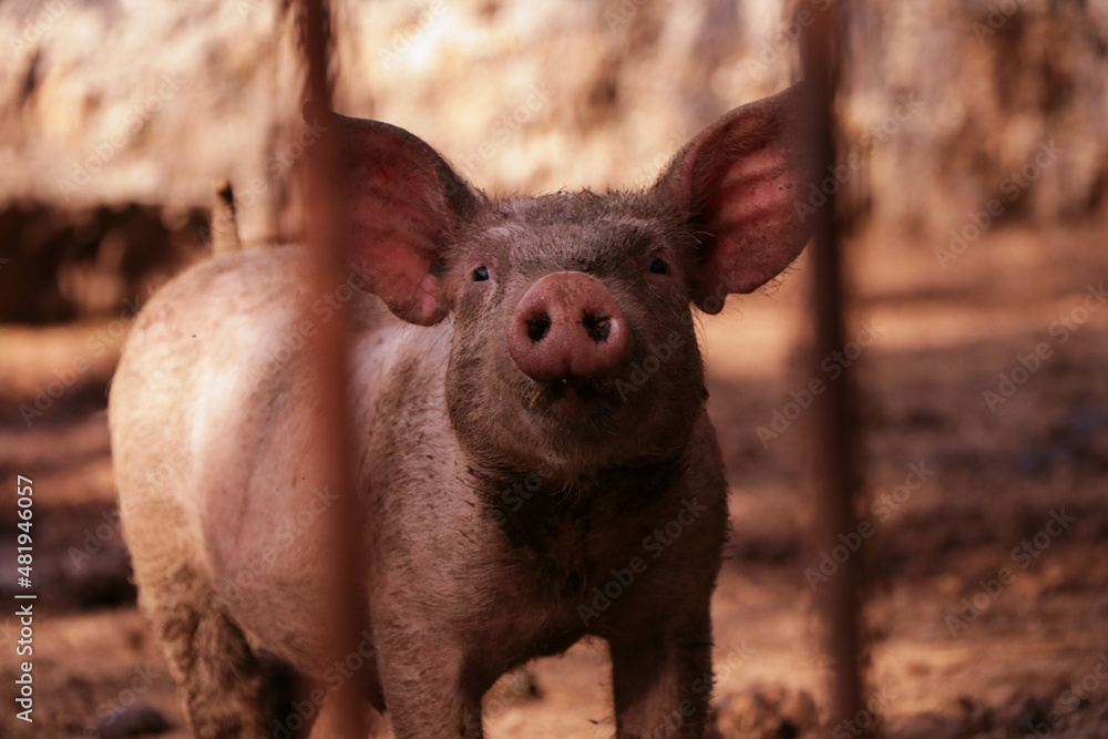 puerquito Stock Photo | Adobe Stock