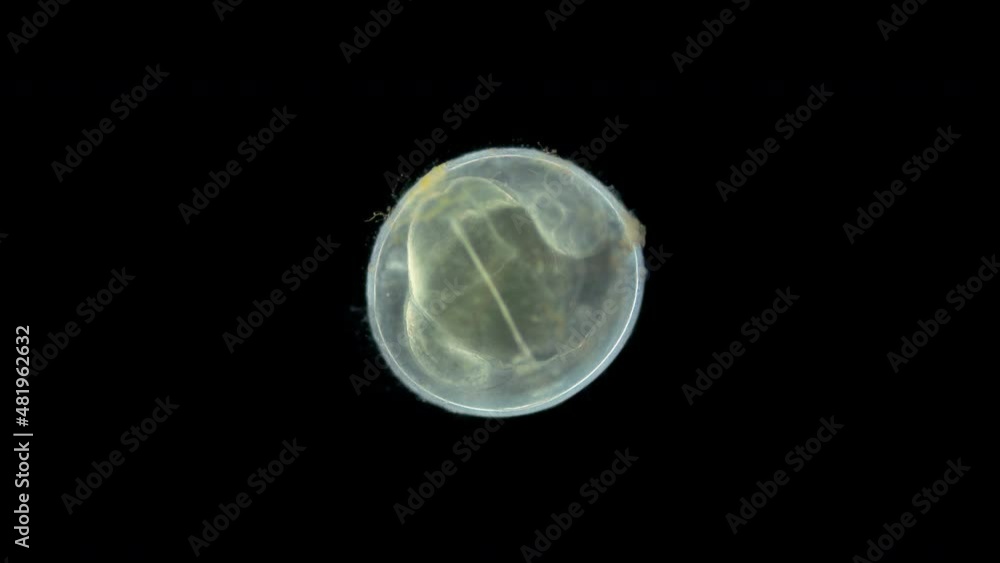 Caviar fish under the microscope, the movement of the formed embryo is ...