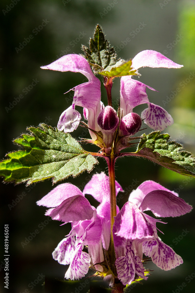 Purple lamb - Lamium purpureum. In addition to taste, it has a very ...