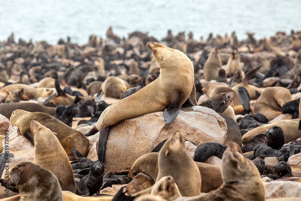 Seal Colonies, Cape Cross Seal Reserve in Namibia Stock Photo | Adobe Stock