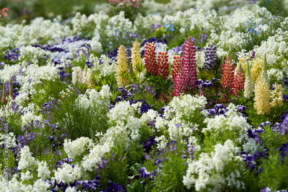 Poster Pretty Linaria and Lupinus that bloom in a beautiful garden ...