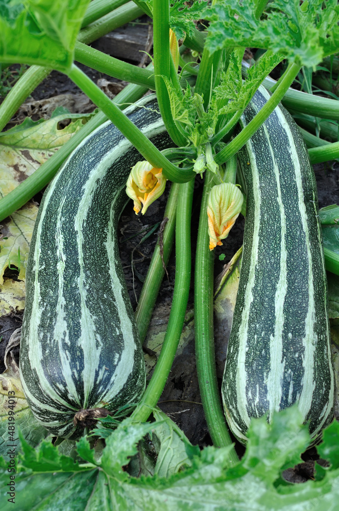 vegetable zucchini in the vegetable garden, different stages of ...