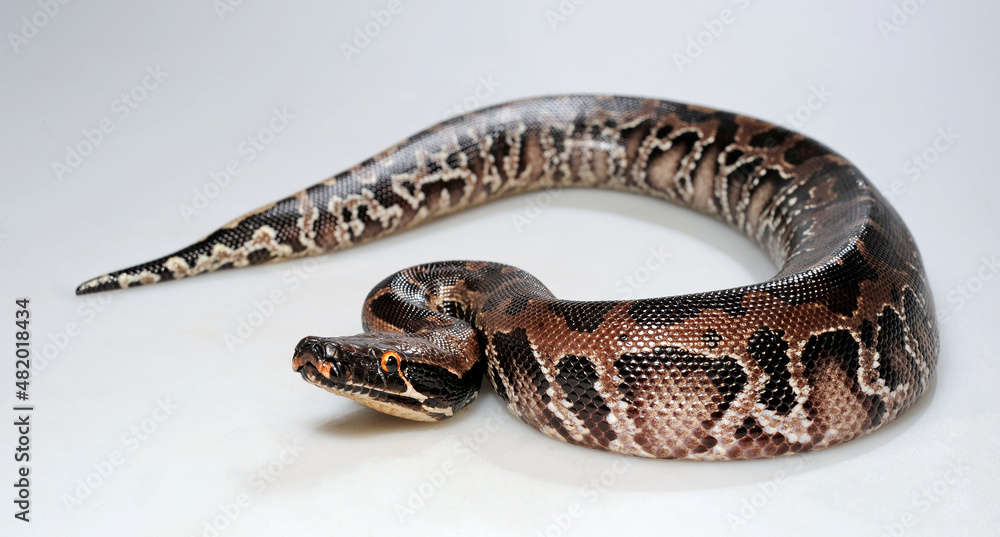 Sumatra Python // Buntpython, Sumatra-Kurzschwanzpython (Python curtus ...