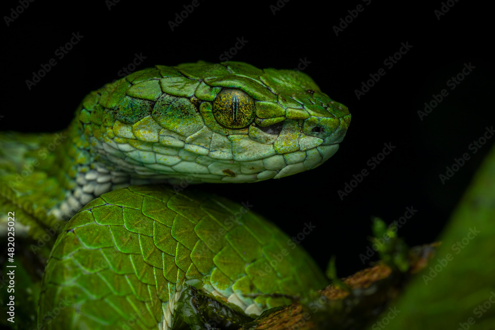 Professional portrait of large-scaled pit viper from Munnar, Kerala ...