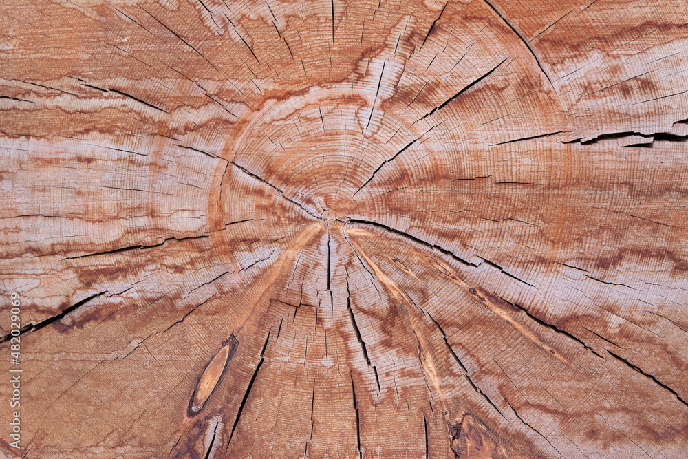 Cross section of tree trunk showing growth rings. Detailed texture of a ...