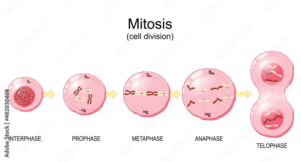 Mitosis. Cell division cycle Stock Vector | Adobe Stock