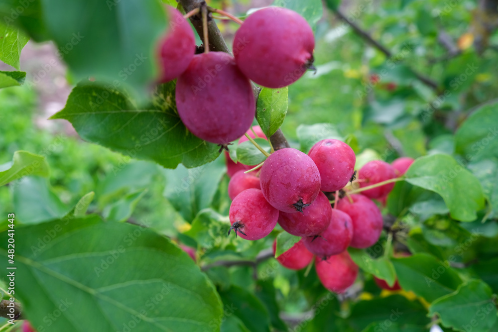Pink Chinese apples, ranetka or paradise apples on the green branch ...