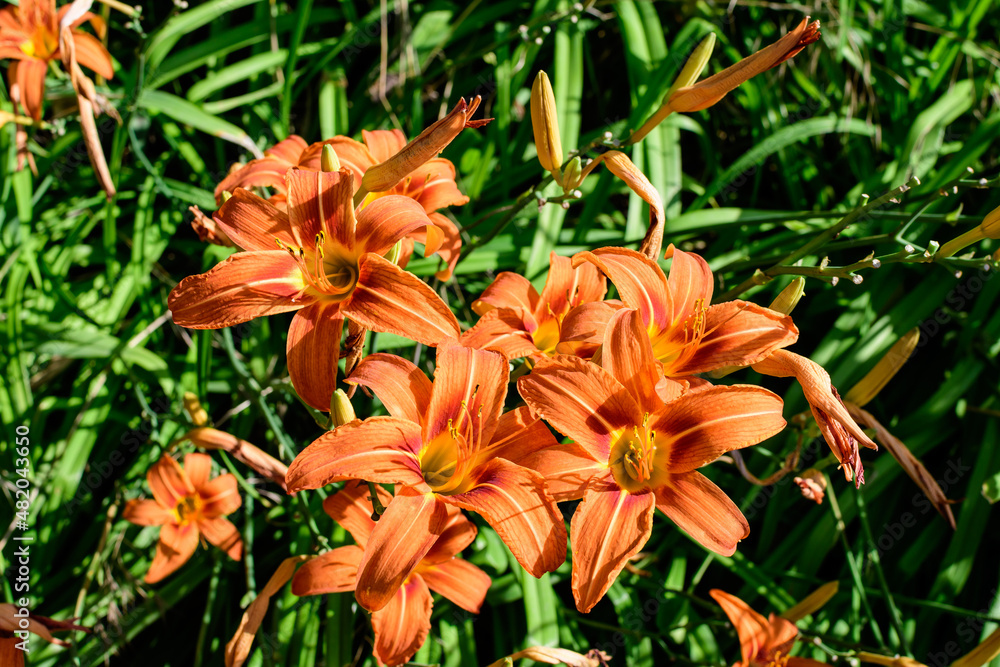 Many small vivid orange flowers of Lilium or Lily plant in a British ...