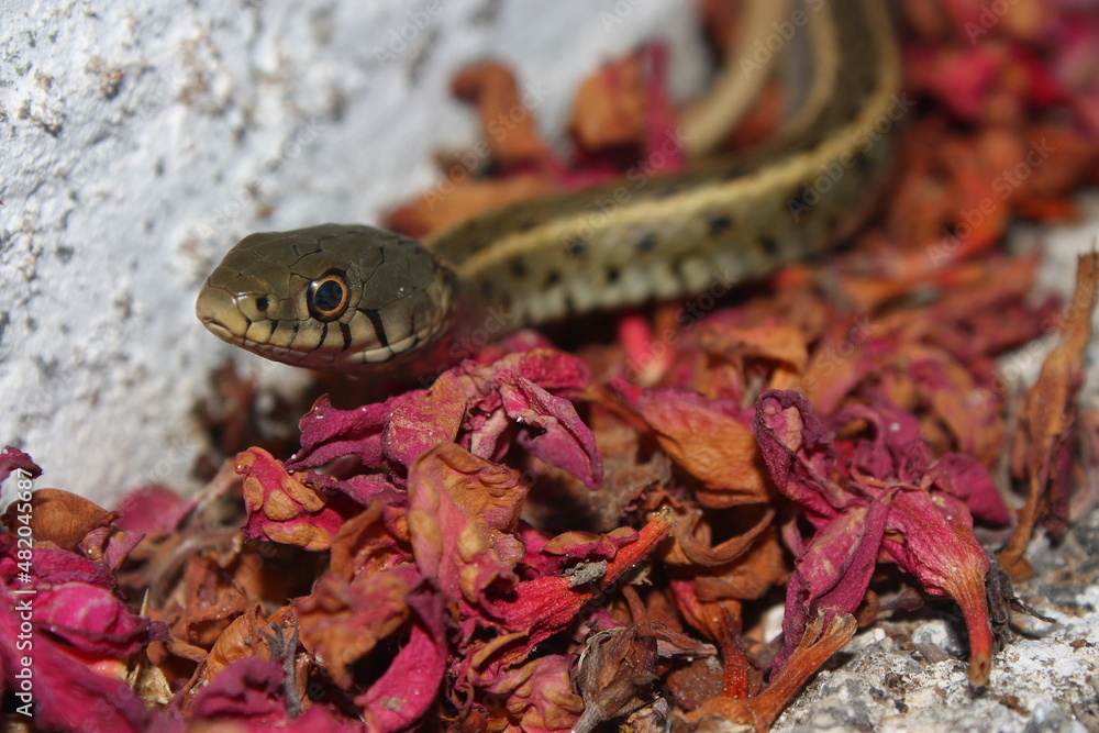 The grass snake, ringed snake, or water snake (Natrix natrix persa ...