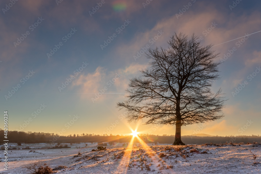 Sol y árbol Stock Photo | Adobe Stock