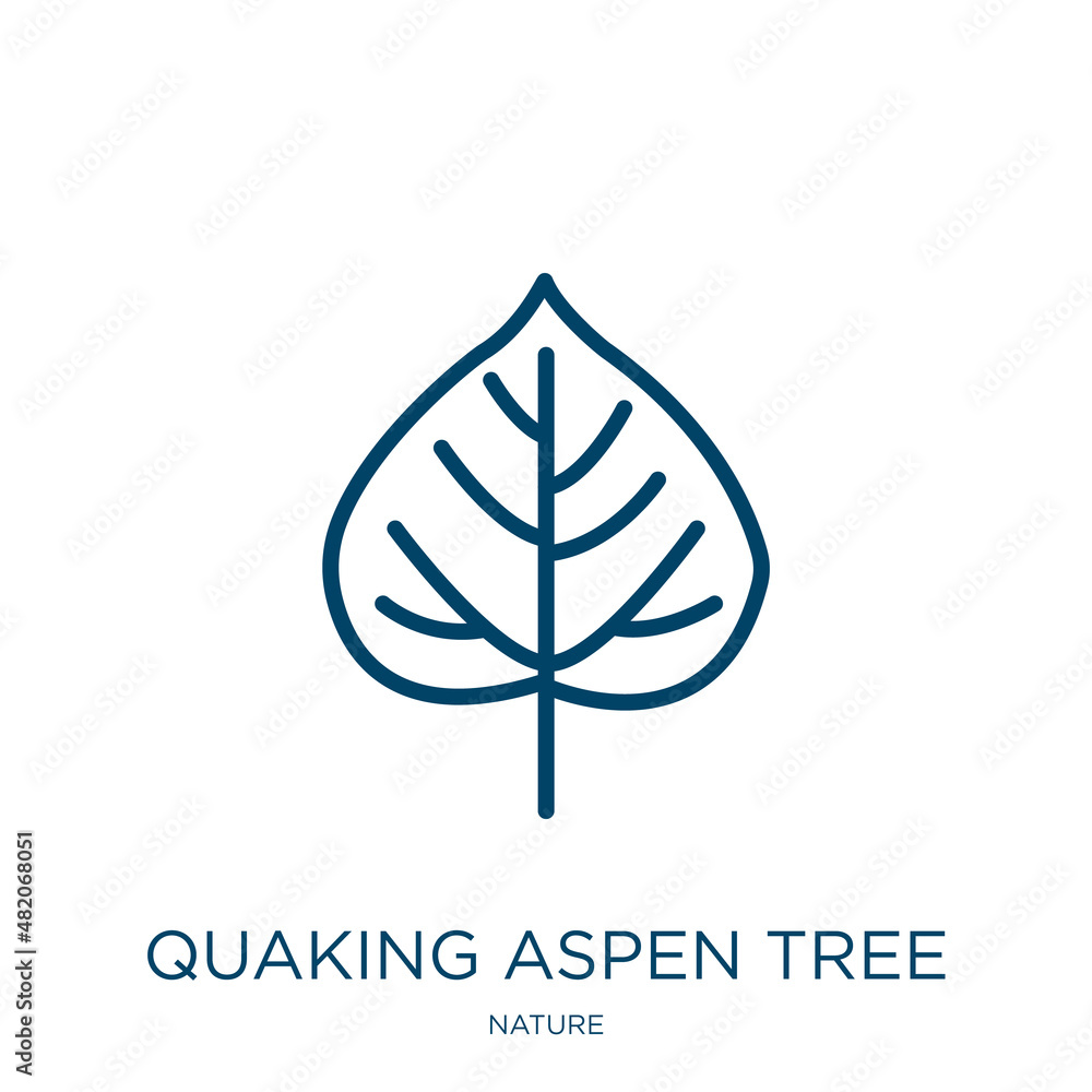 quaking aspen tree icon from nature collection. Thin linear quaking ...