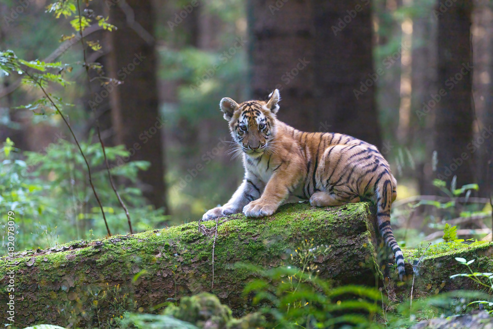 Bengal tiger cub is posing on a fallen tree trunk covered with moss ...
