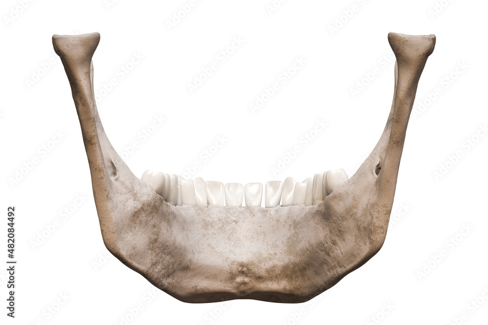 Human mandible or jaw bone with teeth posterior or back view ...