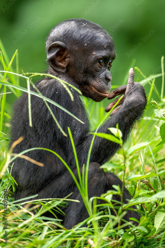 Portrait of Bonobo Cub. Green natural background. The Bonobo ...