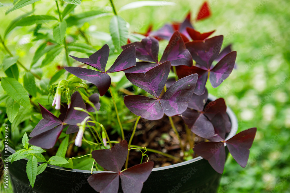 Oxalis Triangularis, also know as False Shamrock, with purple shamrock ...