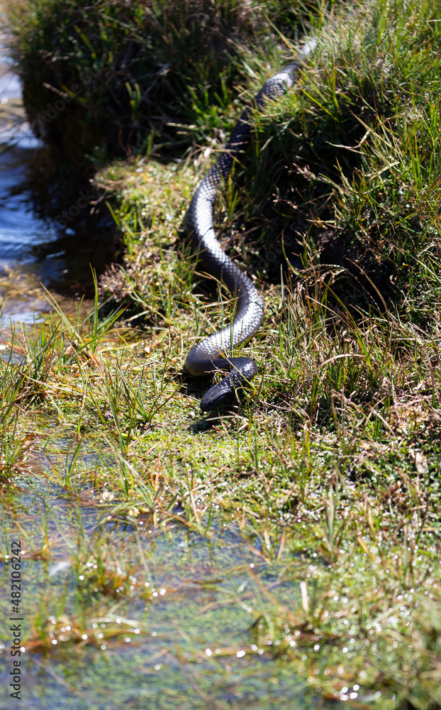 Tasmanian Tiger Snake (Notechis scutatus), is one of the most venomous ...