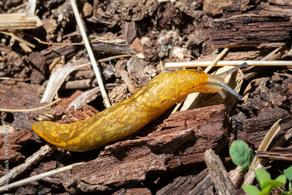 Yellow Slug slides across detritus in the home garden, separated by ...