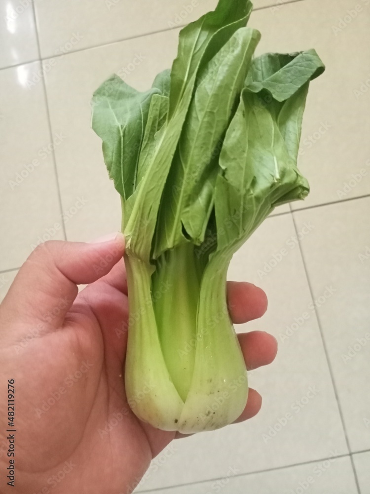 Man holding fresh Choy Sum "Caisim" also known as Chinese flowering ...