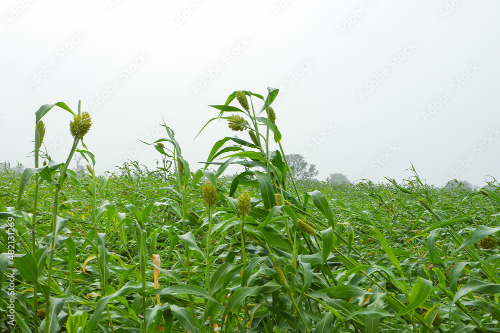 Jowar or Sorghum. Jowar grain Sorghum crop farm, - Indian Agriculture ...