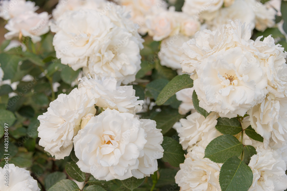 Tokyo, Japan - Rose Flower (Princess of Wales) at Kyu-Furukawa Gardens ...