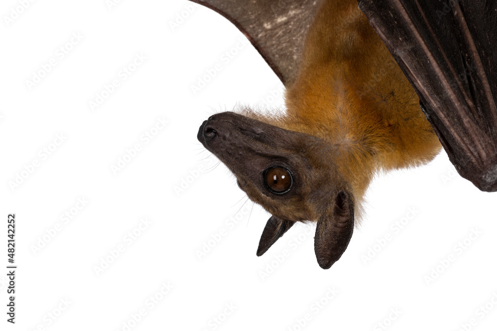 Head shot of young adult flying fox, fruit bat aka Megabat, hanging ...