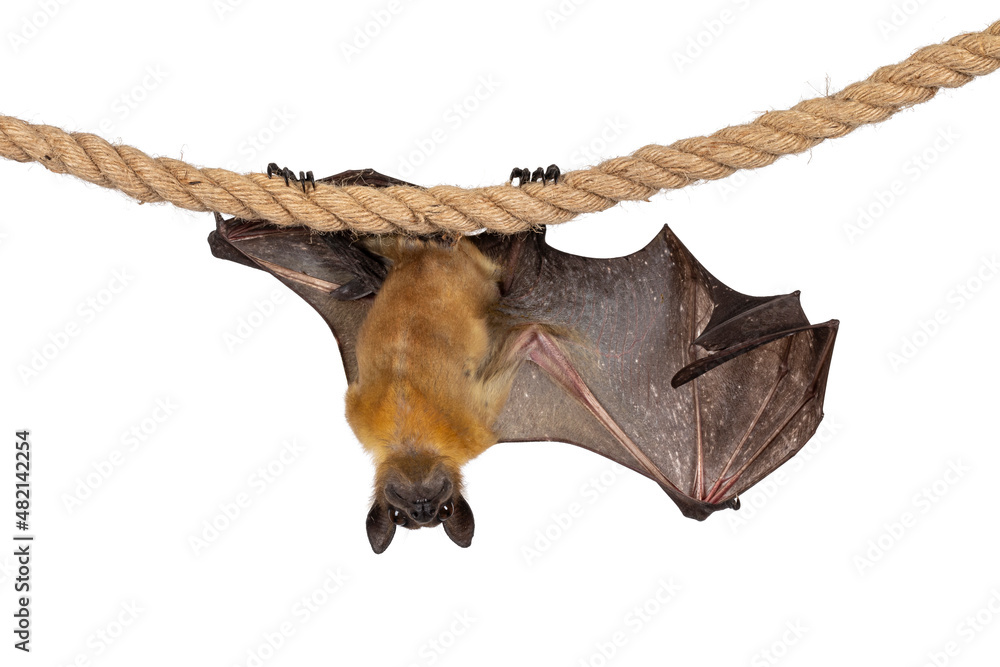 Adult Fruit Bat
