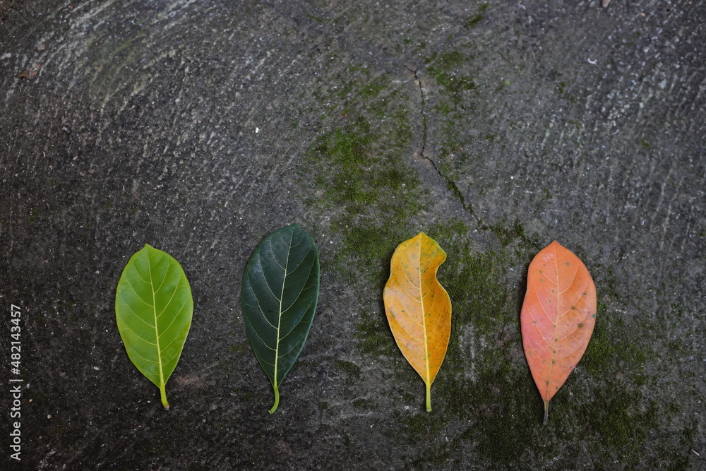 Nature four seasons and life cycle stages concept. Spring, summer ...