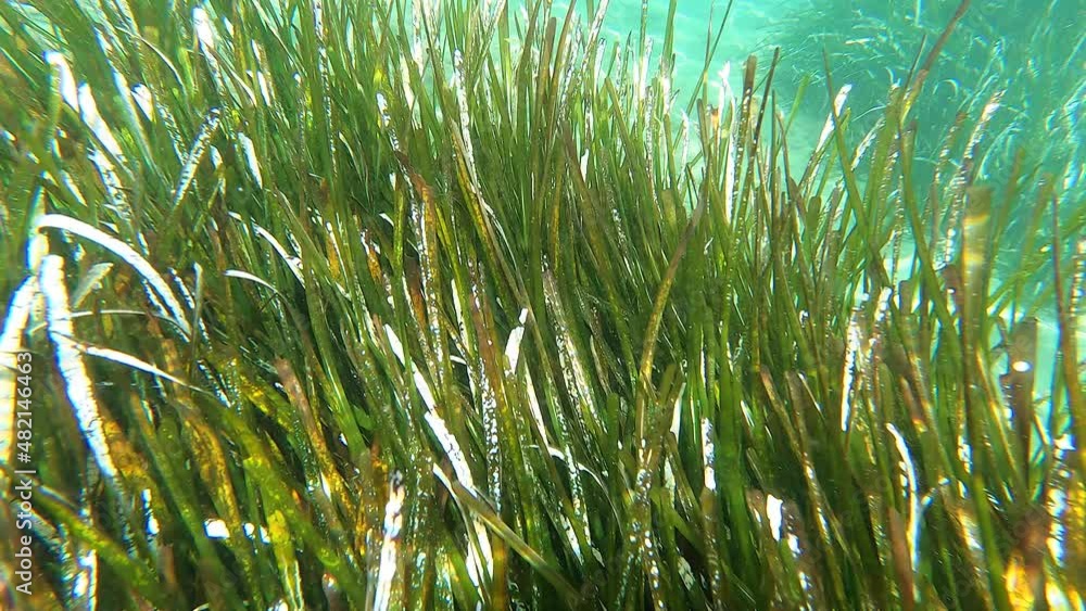 4K.Seaweed and underwater plants in green leafy seagrass meadows.Stems ...