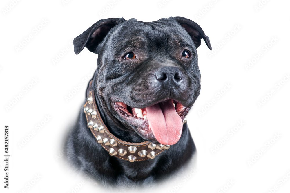 Isolated close-up portrait of Staffordshire Bull terrier of black color ...