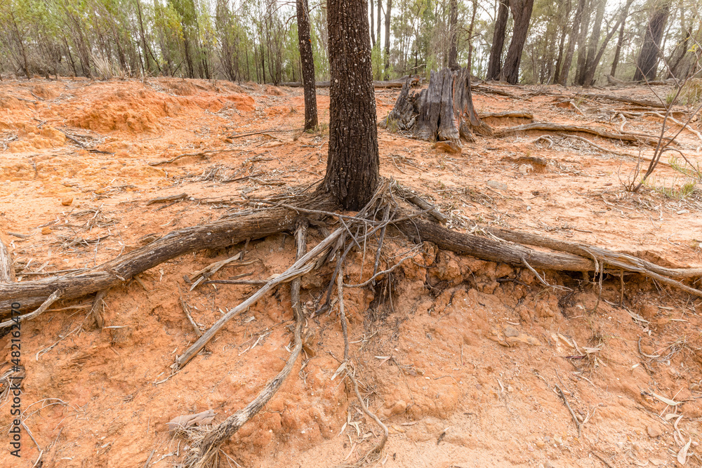 Photo Erosion and washed away soil and exposed tree roots in a dry ...