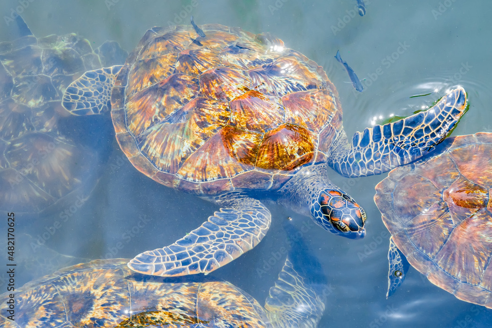 Couple of Sea turtles swim in the water. Zanzibar, Tanzania Stock Photo ...