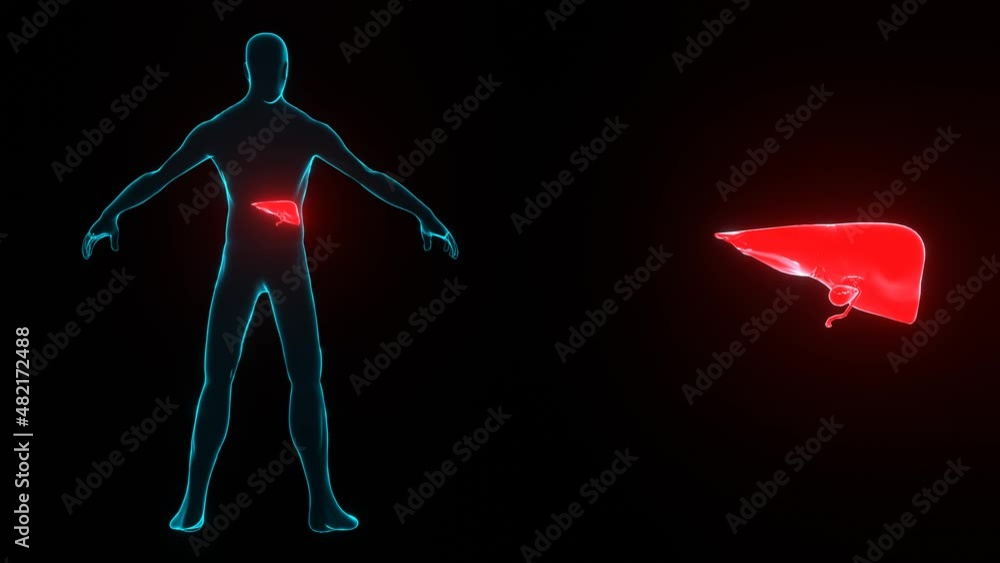 Vidéo Stock Human body with liver disease hologram. Transparent 3D ...