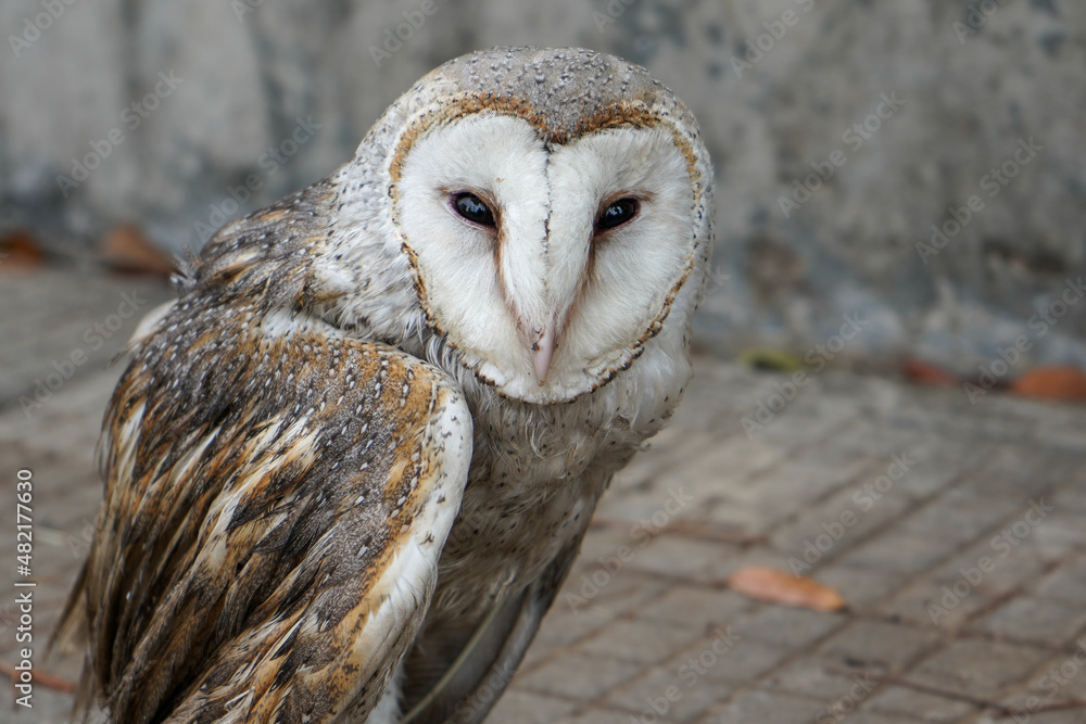 Owls are birds from the order Strigiformes, species of mostly solitary ...