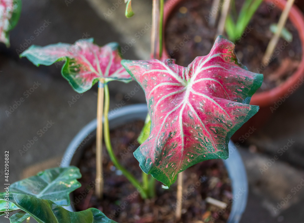 Close up of exotic leaf of 'Caladium Hanu Ma Nom Phlapphla' houseplant ...