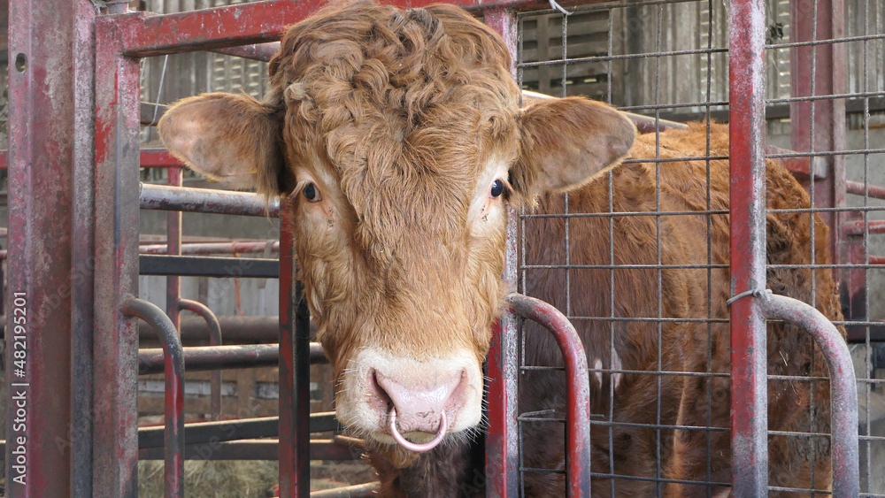 Red Limousine Bull with a ring in its nose Stock Photo | Adobe Stock