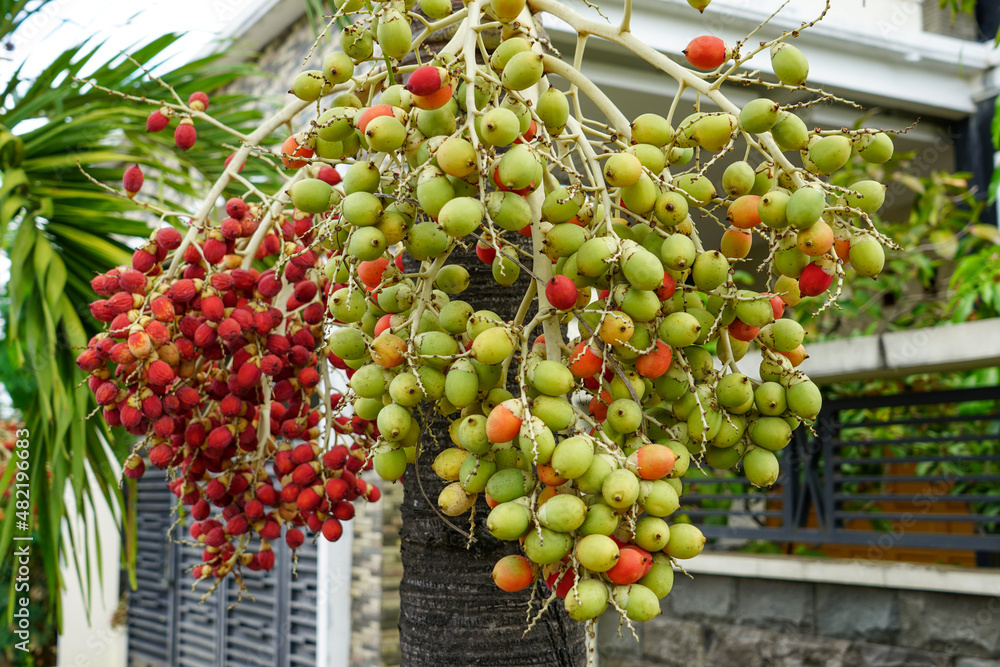 Foto de The Arecaceae is a family of perennial flowering plants in the ...