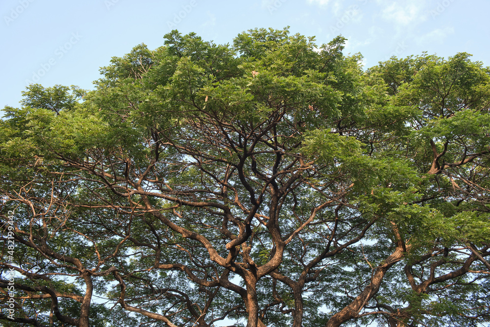 Beautiful rain tree in a public park in Thailand . Stock Photo | Adobe ...