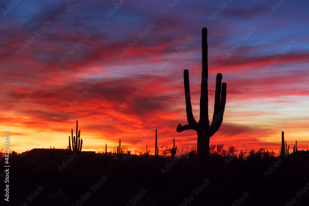 Arizona sunset and Saguaro Cactus in a desert landscape Stock Photo ...