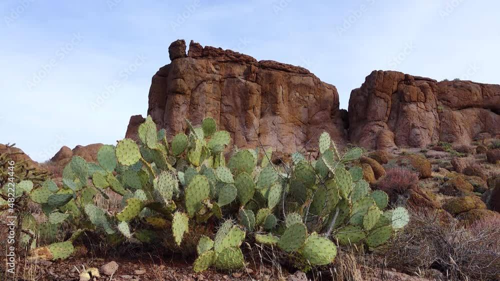 Pancake prickly pear, dollarjoint prickly pear (Opuntia chlorotica ...
