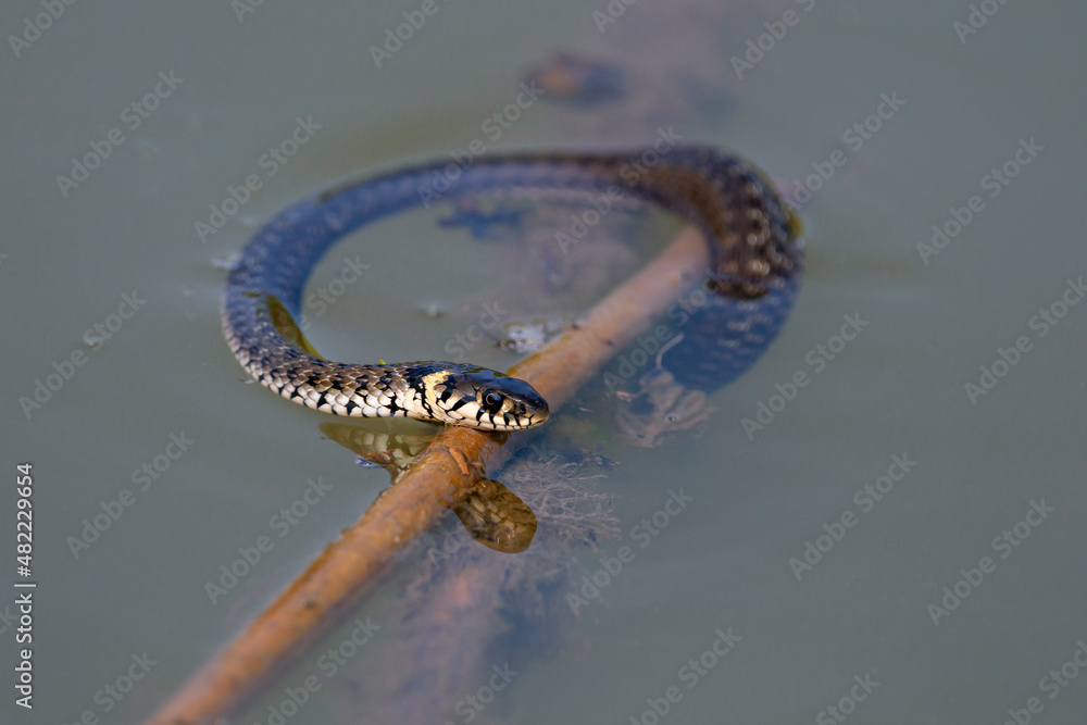 The grass snake (Natrix natrix), sometimes called the ringed snake or ...